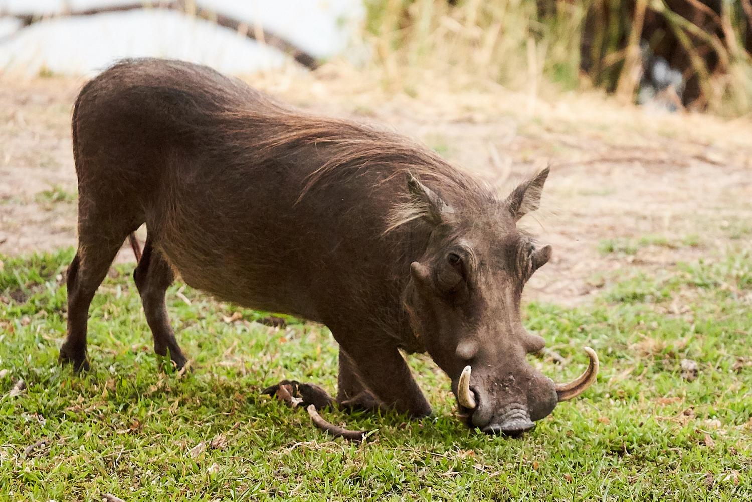 Common warthog | Travel Photography